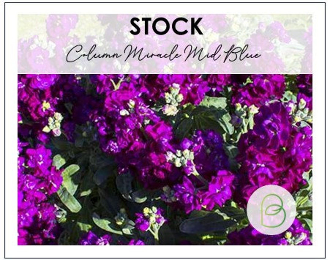 Stock Column Miracle Mid Blue 25+ Seeds, Stock Matthiola - Etsy