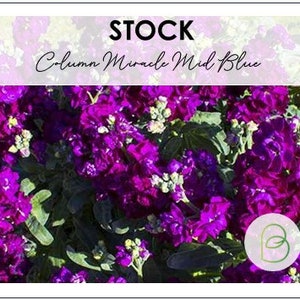 Stock Column Miracle Mid Blue 25+ Seeds, Stock Matthiola - Etsy