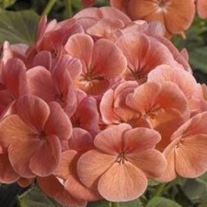 Geranium Bullseye Salmon Seeds || Annual Flower Seeds || Pelargonium X ...