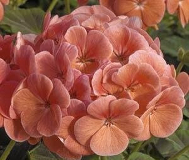 Bullseye Salmon Geranium Seeds | Annual Flower Seeds | Pelargonium X ...