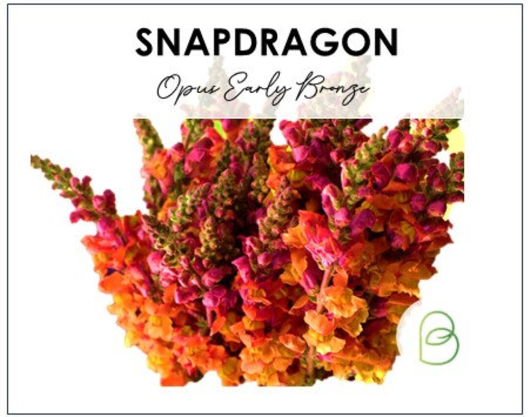 Snapdragon Opus Early Bronze Seeds - Etsy