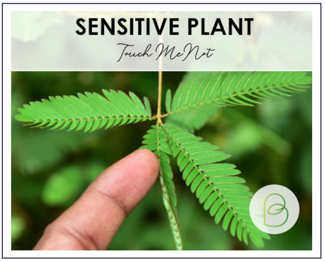 50 Touch Me Not, Sensitive Plant Seeds, Mimosa Pudica - Etsy