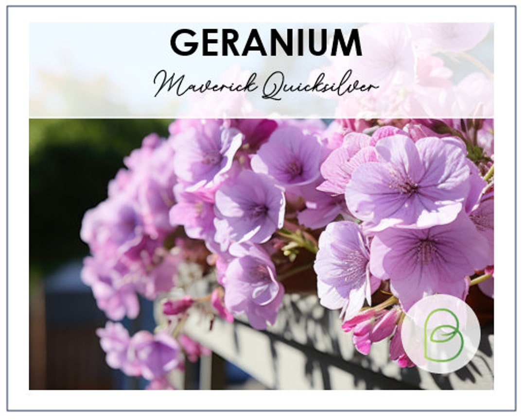 Maverick Quicksilver Geranium Seeds | Annual Flower Seeds | Pelargonium ...