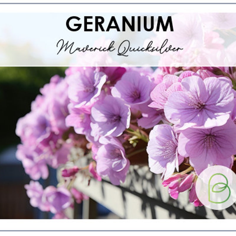 Geranium Seeds - Etsy
