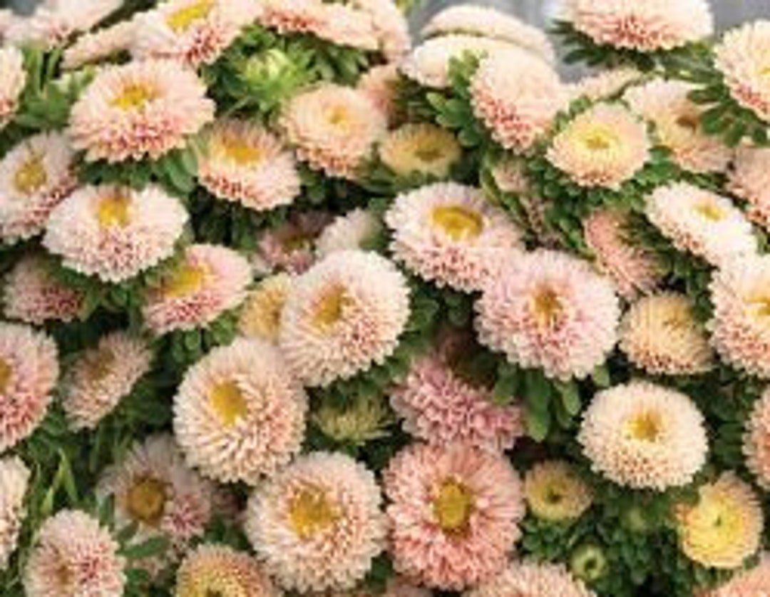 25 Aster Matsumoto Apricot Seeds - Etsy