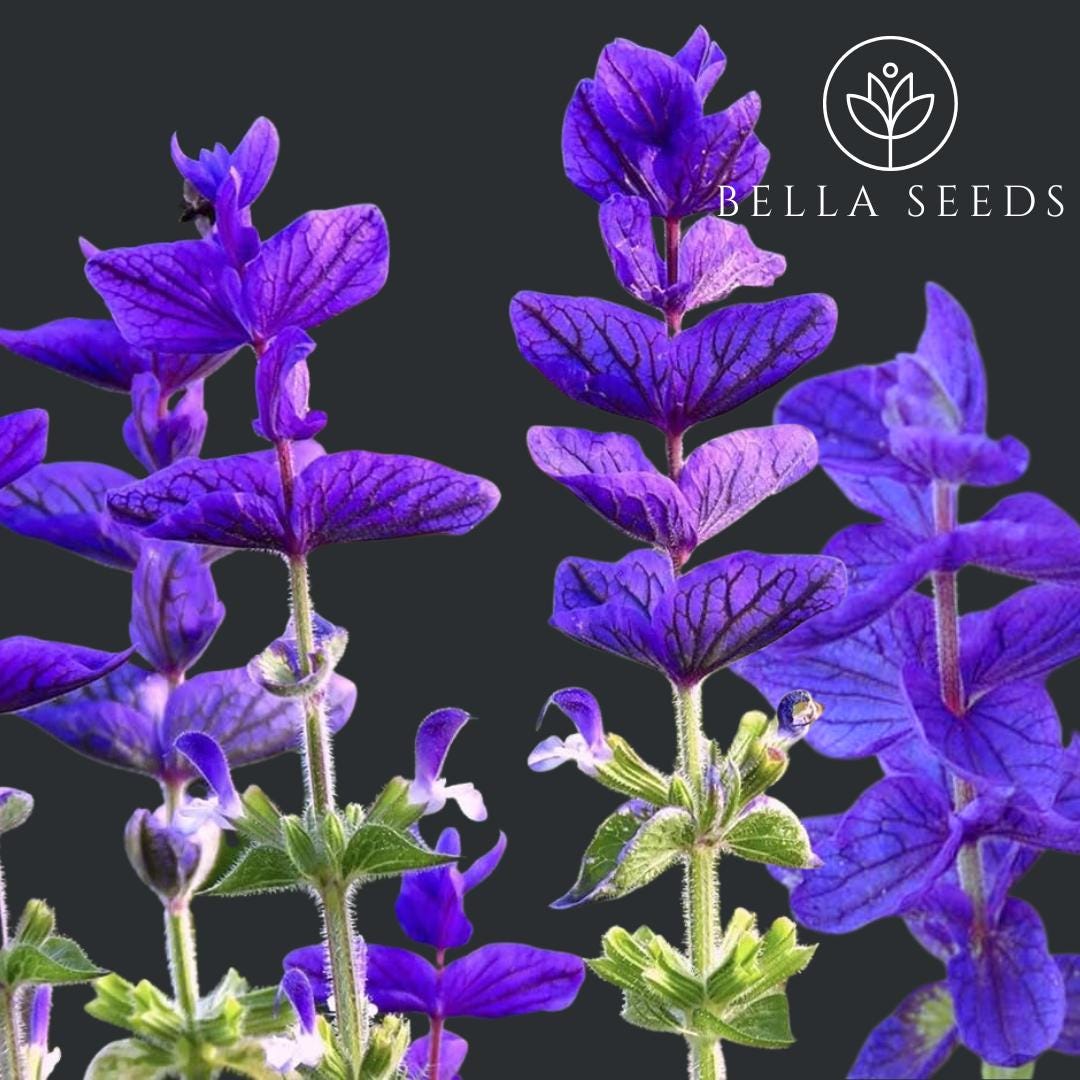 100 Salvia Blue Monday Seeds, Salvia Plant || Salvia Horminum || Rare ...