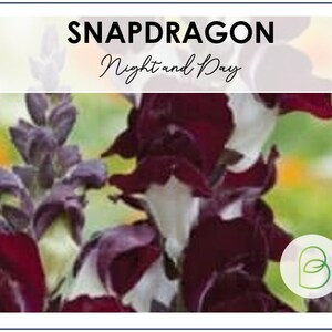 Snapdragon Night and Day Seeds - Etsy
