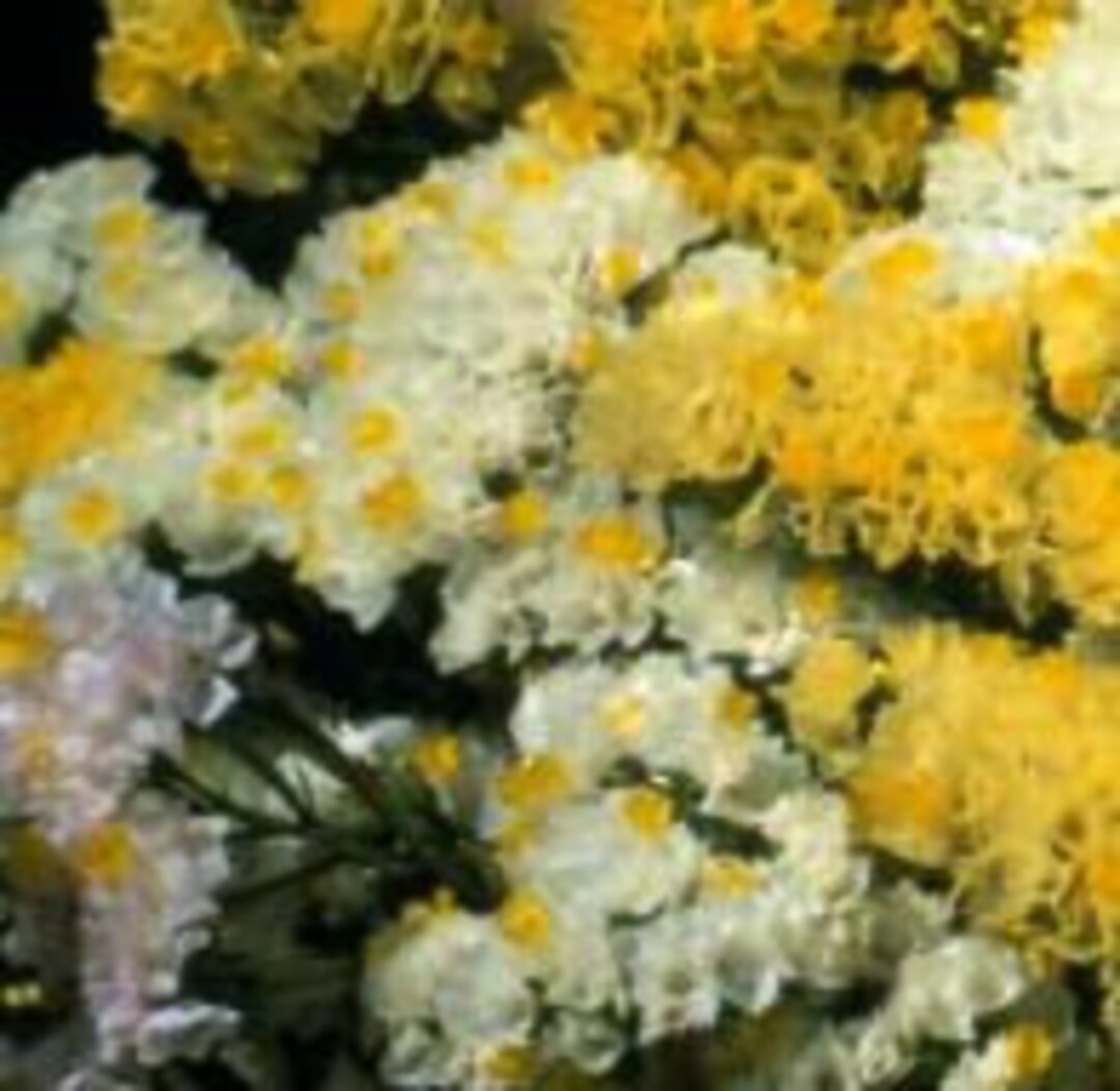 Statice Forever Moonlight 25 Seeds - Etsy