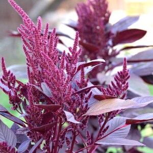 Celosia, Wine Red 10 Seeds, Pelleted Seeds, Rare Seeds, Professional ...