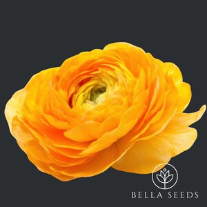 Tecolote Gold Ranunculus Corms, 5-6 Cm, Ranunculus Corms, Persian ...