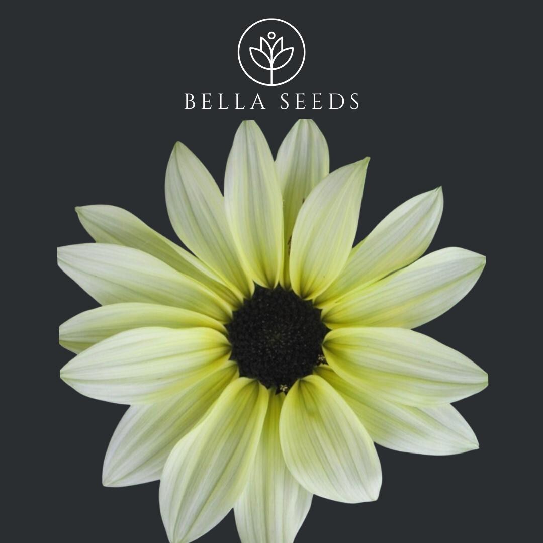 50 Sunflower Vanilla Ice Seeds - Etsy
