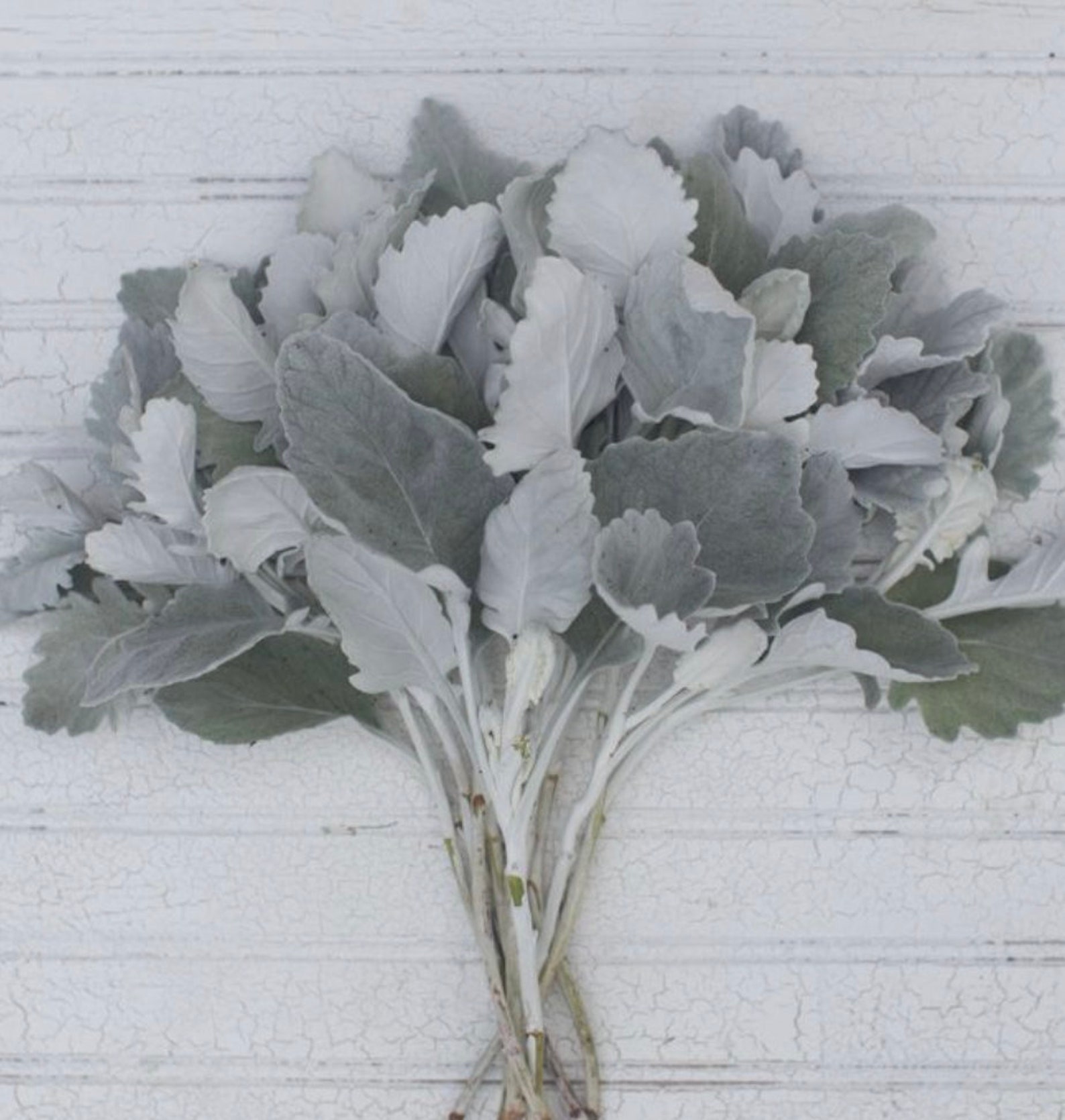 25 Dusty Miller New Look Seeds - Etsy