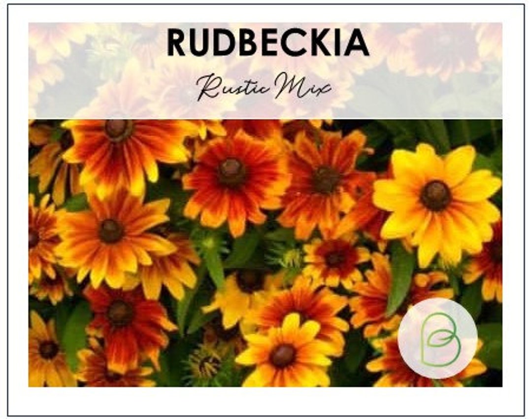 New! Rudbeckia Rustic Mix 25+ Seeds, Rudbeckia Hirta Seeds, Black Eyed ...