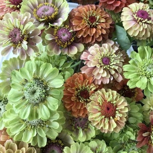 Zinnia Queen Mix 15 Seeds, Rare Seeds, Zinnia Seeds, Cut Flowers ...