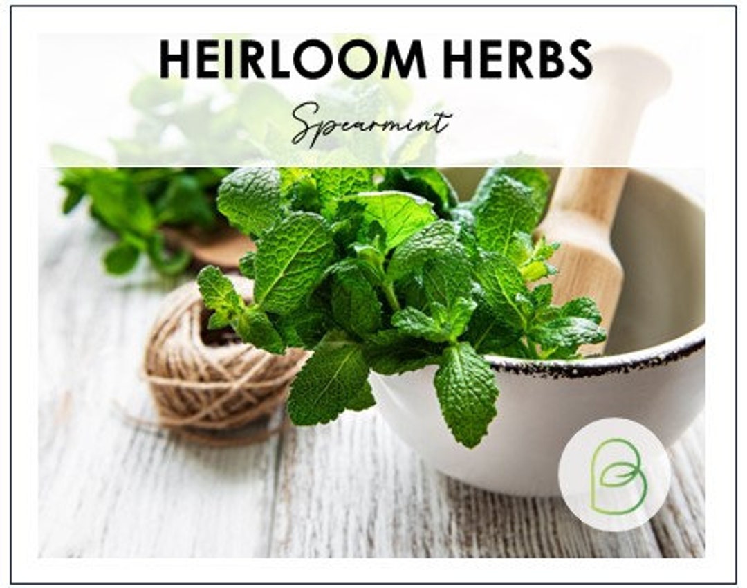 Spearmint Seeds (mentha Spicata) | 100 Seeds | Fresh Flavor for Your ...