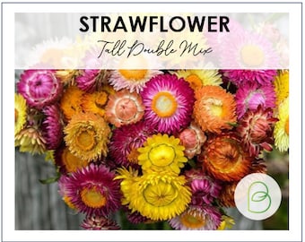 Bulk Monster Rainbow Strawflower Seeds, Tall Double Mix, Xerochrysum ...