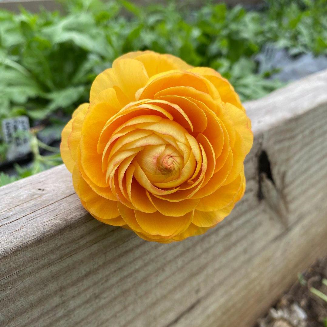 Amandine Pastel Lemon Ranunculus Corms, 3-4 Cm, Ranunculus Corms ...