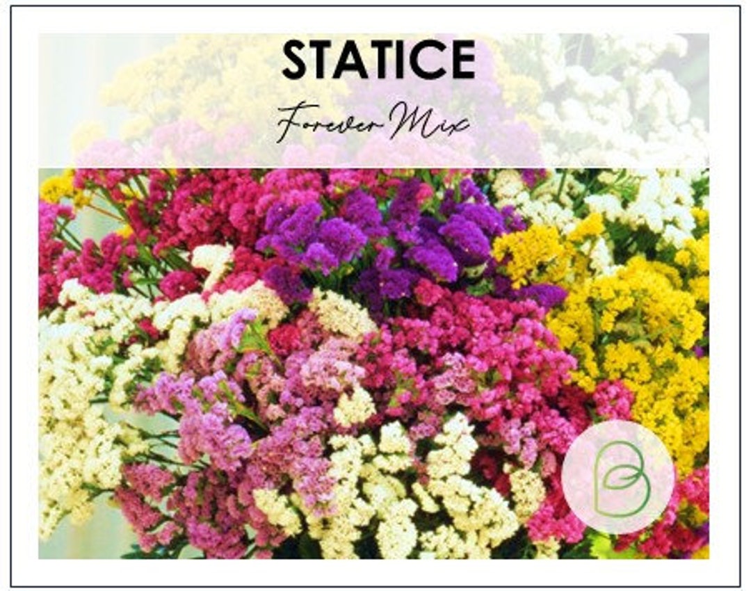 Statice Forever Mix 25 Seeds - Etsy