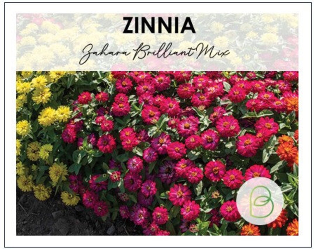 10 Zahara™ Billiant Mix Zinnia Seeds, Landscape Zinnias - Etsy