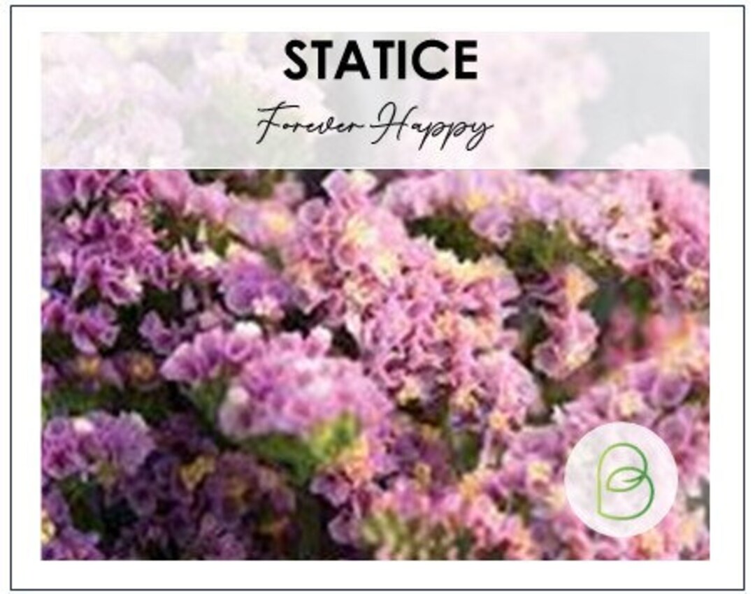 Statice Forever Happy 25 Seeds - Etsy