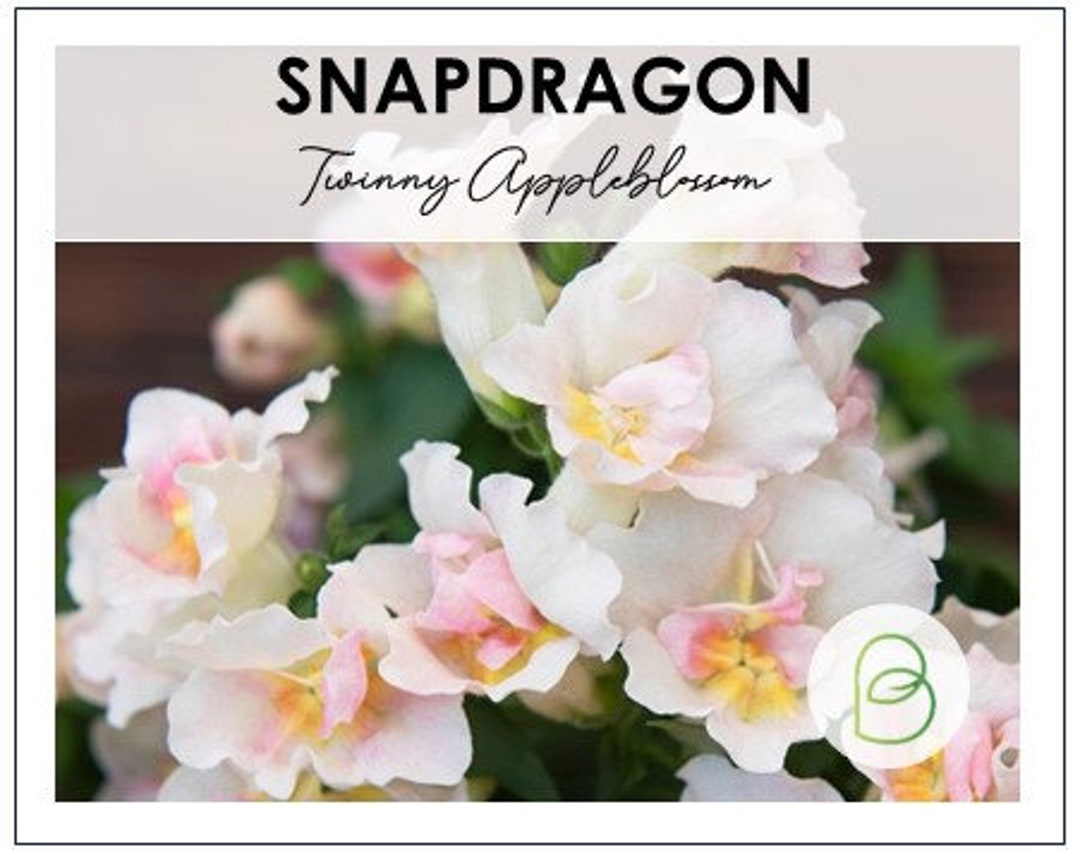 Snapdragon Twinny Appleblossom 10 Seeds - Etsy