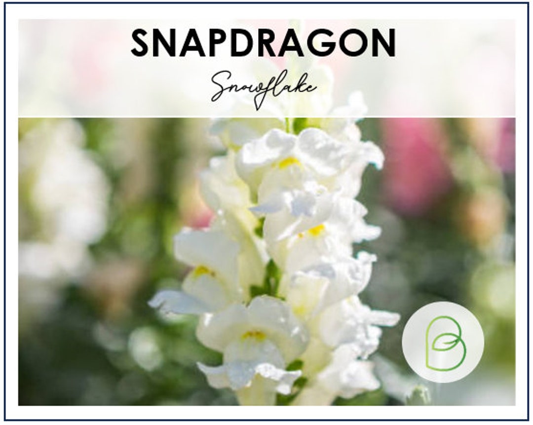 Snapdragon Snowflake Seeds || Fresh Flower Seeds for Gardening || Snow ...