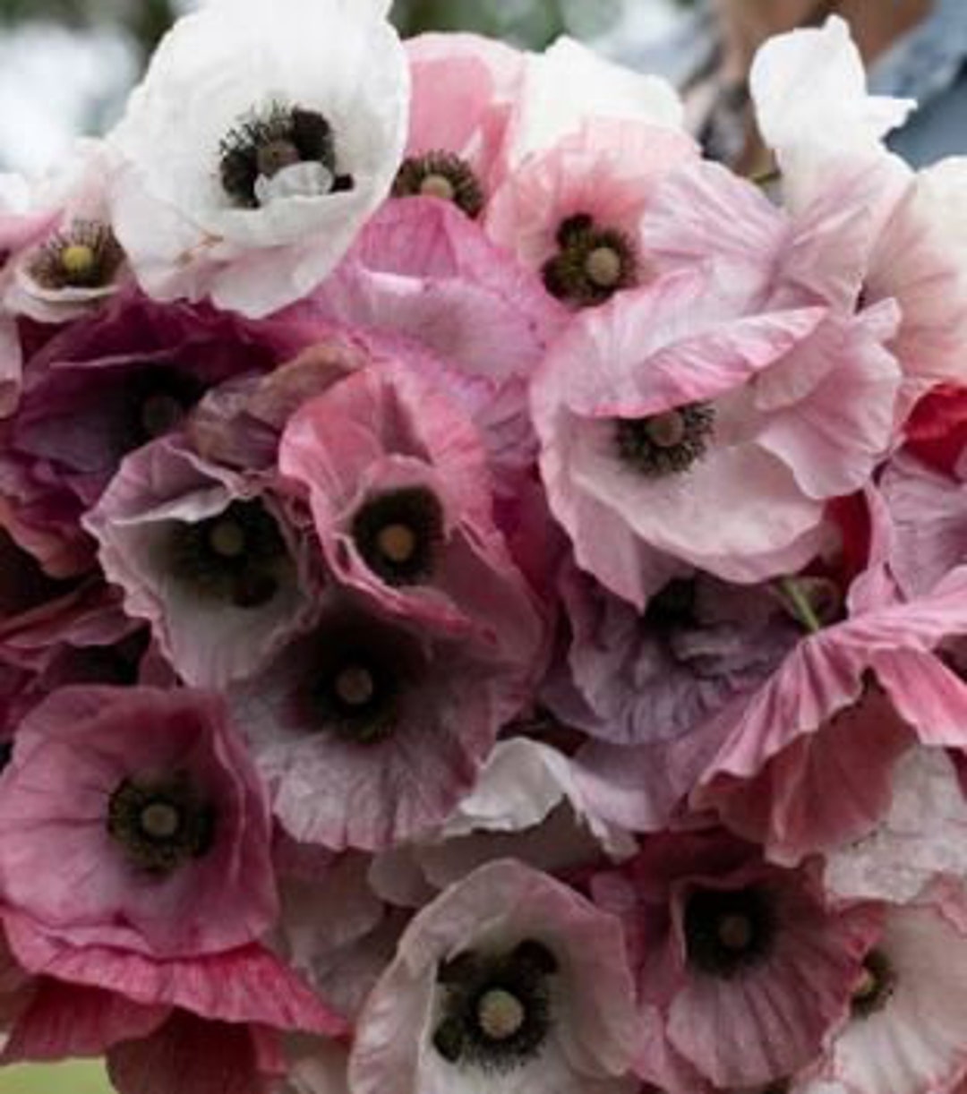50 Mother of Pearl Poppy Seeds Papaver Rhoeas - Etsy