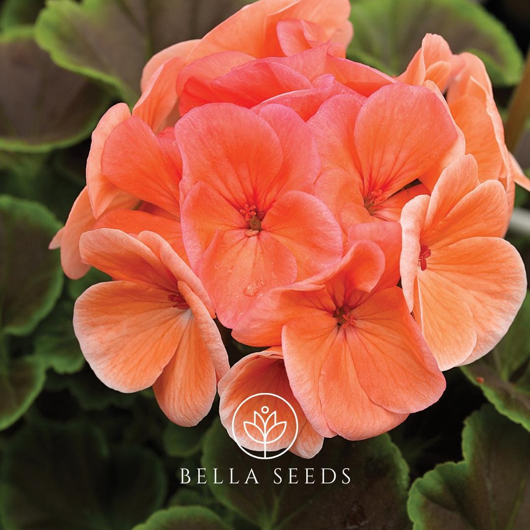 Bullseye Salmon Geranium Seeds | Annual Flower Seeds | Pelargonium X ...