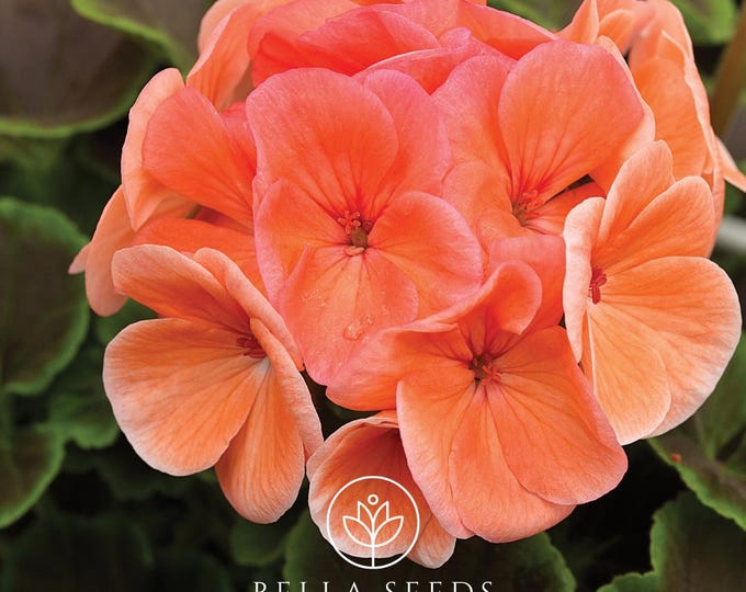 Bullseye Salmon Geranium Seeds | Annual Flower Seeds | Pelargonium X ...