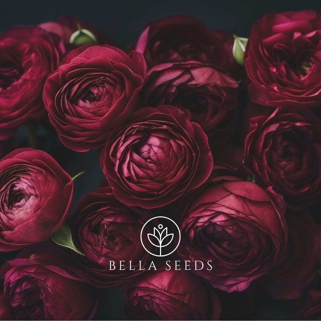 Black Amandine Ranunculus Corms: Persian Buttercups (10 Corms, 3-4 Cm ...