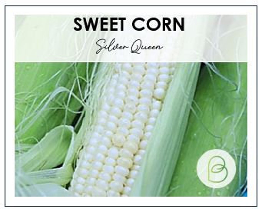 Silver Queen Hybrid White Sweet Corn Seeds, Zea Mays, Heirloom Seeds ...