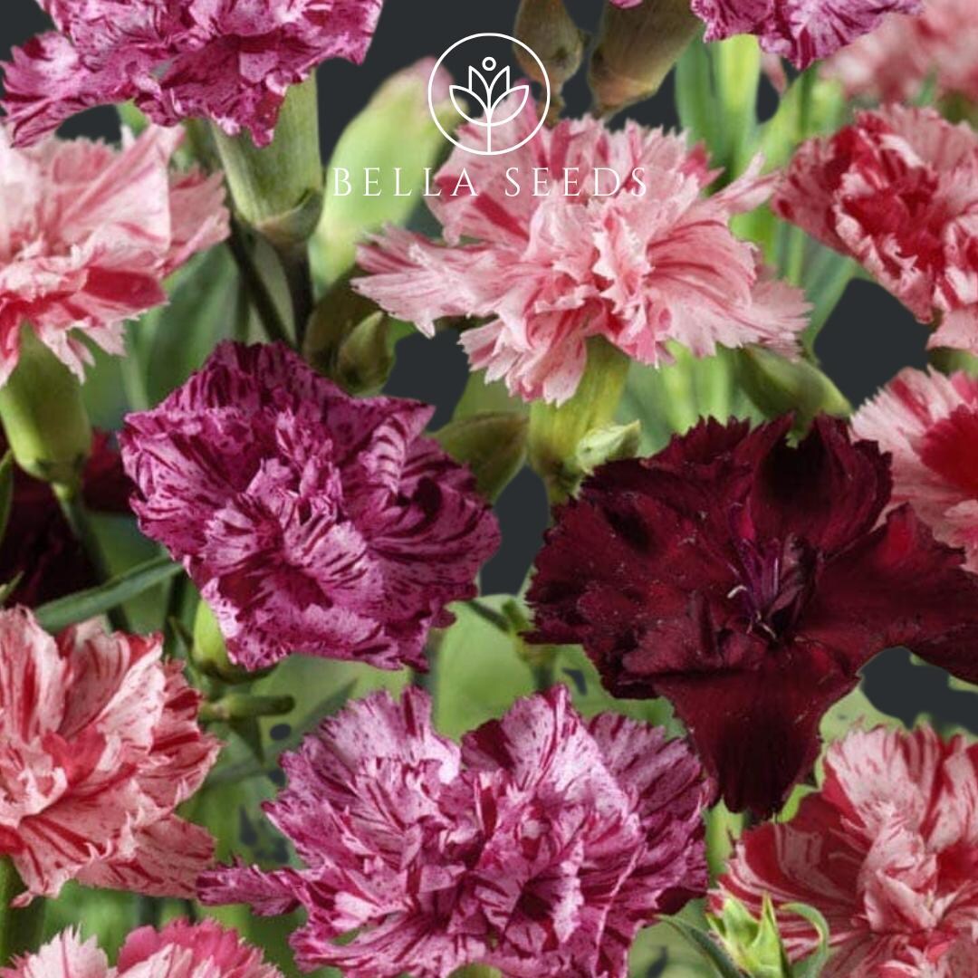 Carnation Striped and Picotee Mix Seeds, 50 Seeds - Etsy