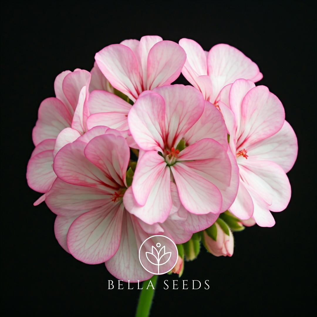 Geranium Maverick Abbleblossom Seeds | Annual Flower Seeds ...