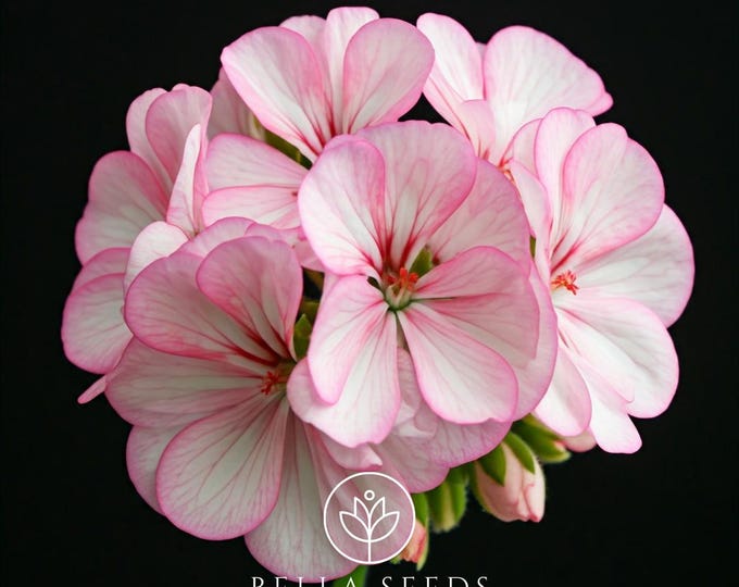 Geranium Maverick Abbleblossom Seeds | Annual Flower Seeds ...