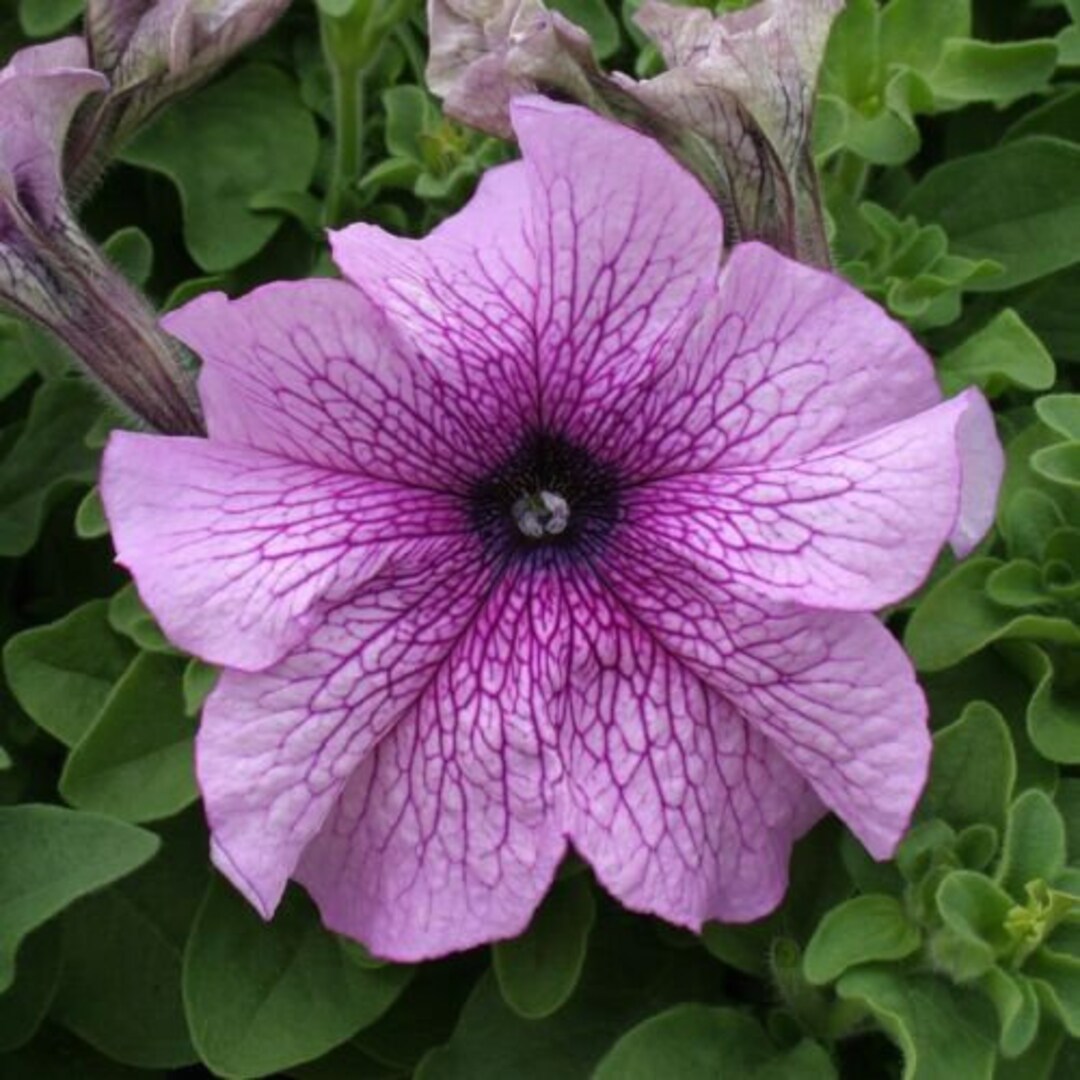 Petunia Prism Dewberry Sundae Seed Petunia Grandiflora - Etsy