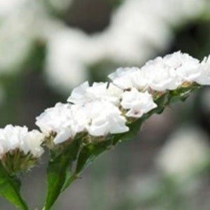 Statice Forever Silver 20 Seeds - Etsy