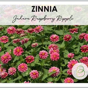 10 Zahara™ Raspberry Ripple Zinnia Seeds, Landscape Zinnias - Etsy