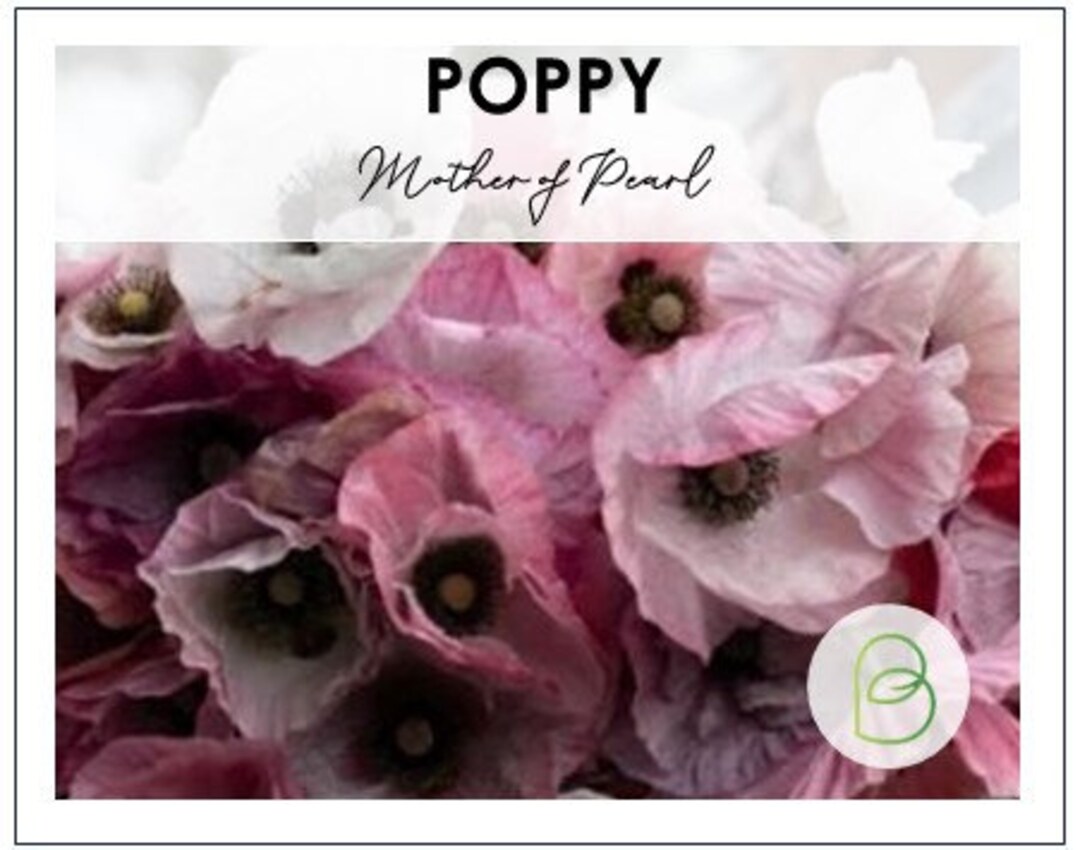 50 Mother of Pearl Poppy Seeds, Papaver Rhoeas - Etsy