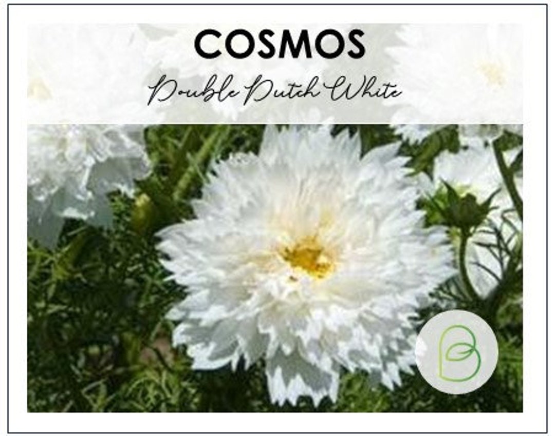 Cosmos Bipinnatus, Double Dutch White 25+ Seeds, Rare Seeds, Double ...