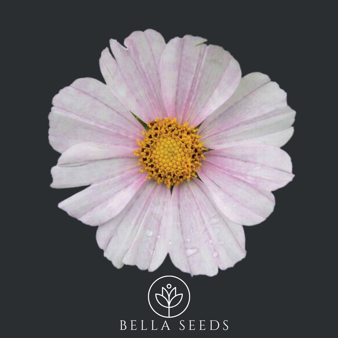 Versailles Flush Cosmos Seeds: Soft Pink Blooms, Cut Flower Garden 25 ...