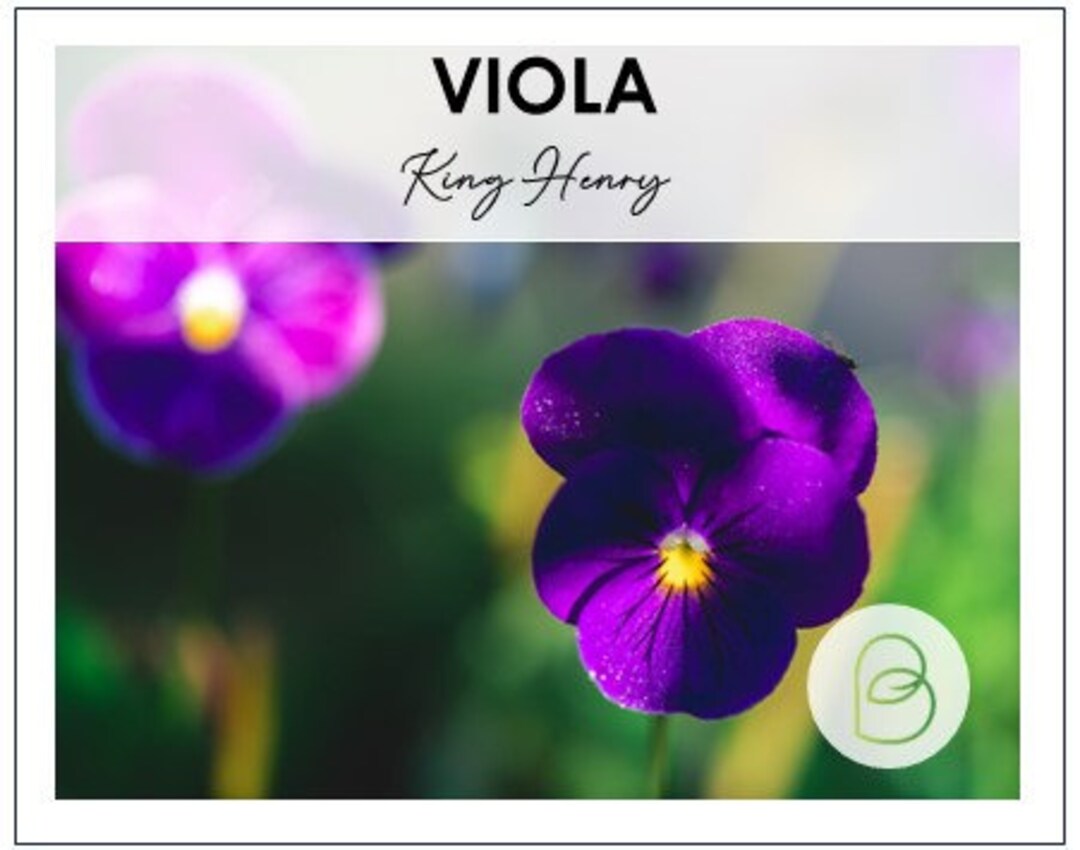 Viola, King Henry 25 Seeds - Etsy