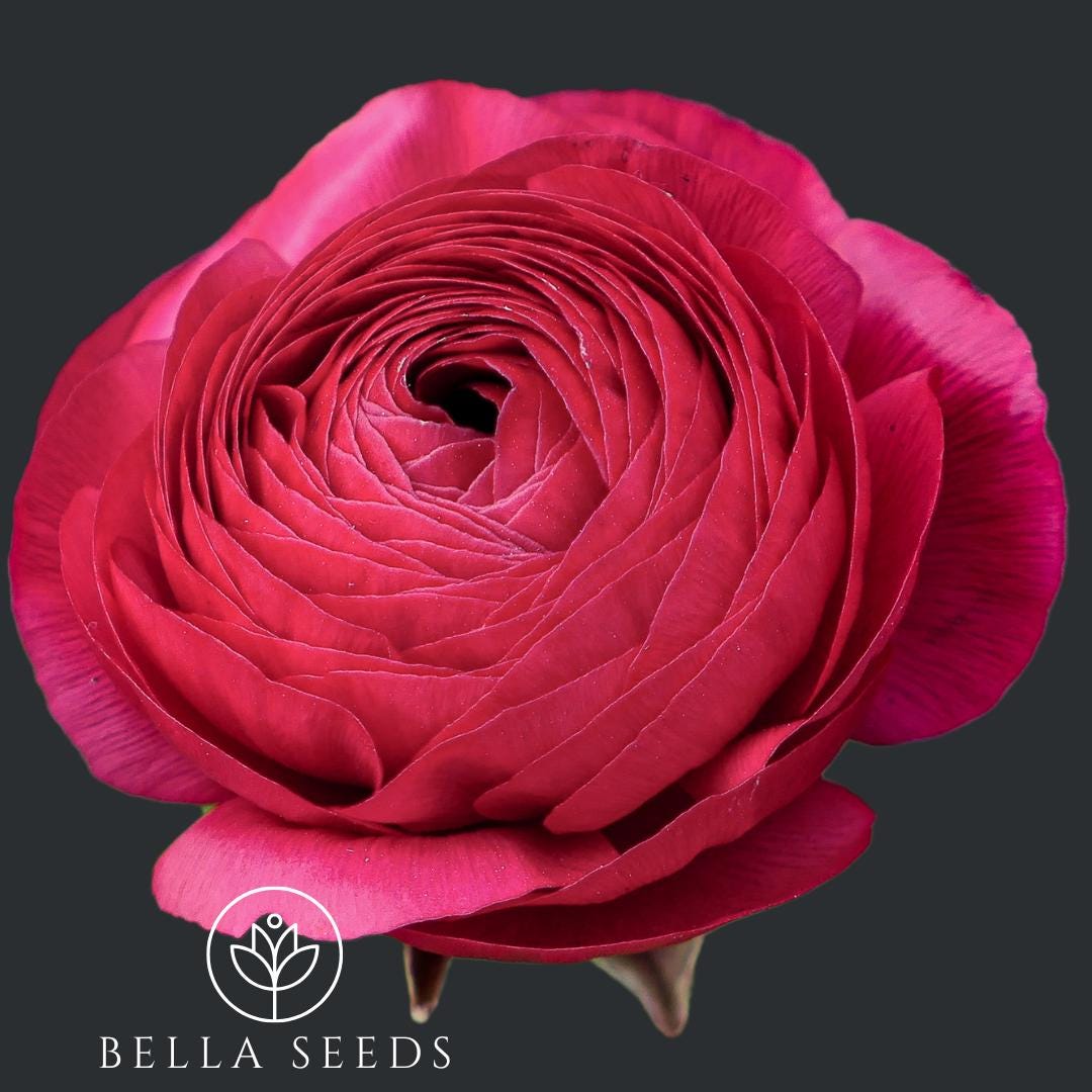 Tecolote Merlot Ranunculus Corms: Wine Burgundy Persian Buttercups (5-6 ...