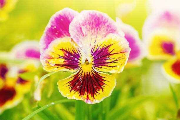 20 Viola, Tiger Eye Mix PRIMED Seeds - Etsy