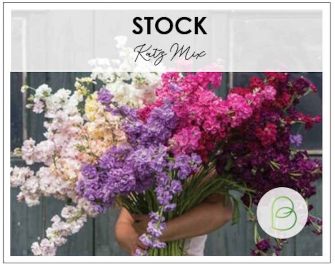 Stock Katz Mix 25+ Seeds, Stock Matthiola Incana - Etsy