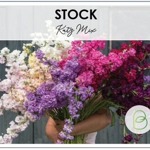 Stock Katz Mix 25+ Seeds, Stock Matthiola Incana - Etsy