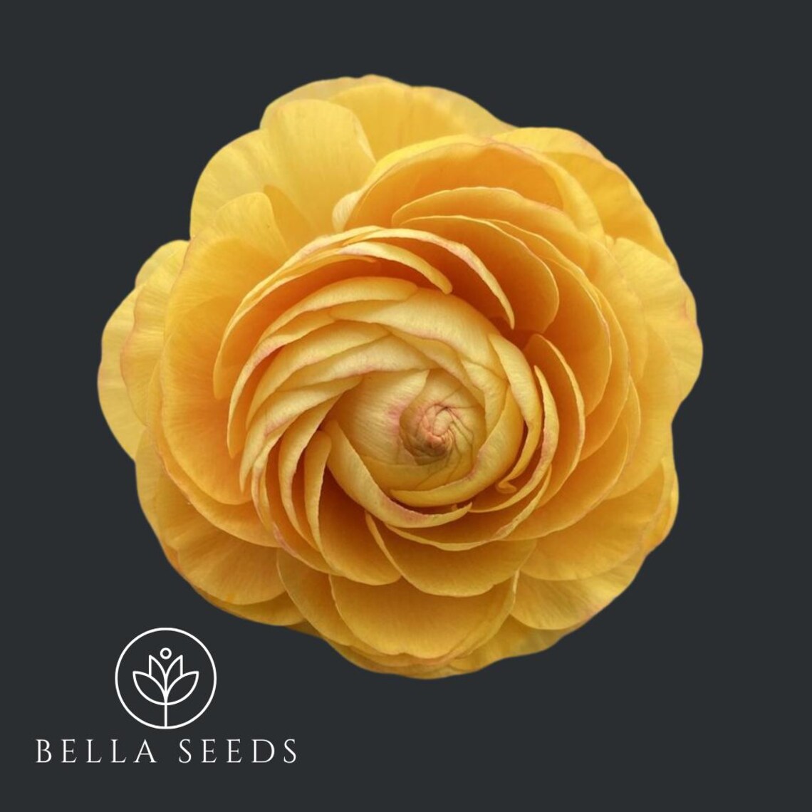 Amandine Pastel Lemon Ranunculus Corms, 3-4 Cm, Ranunculus Corms ...