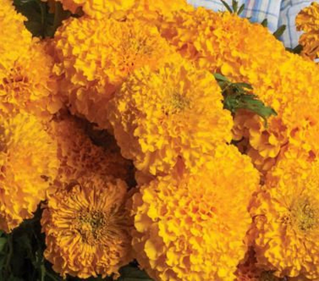 Coco™ Gold Marigold Seeds, 10 Seeds - Etsy