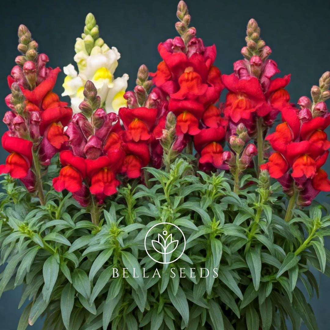 Snapdragon Dwarf Magic Carpet Seeds - Etsy
