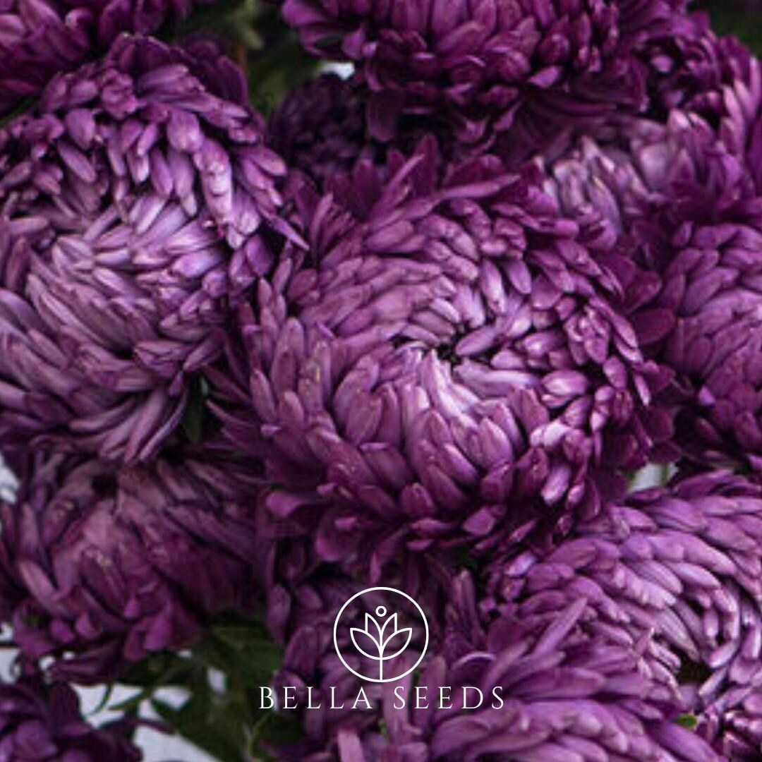 Aster Tower Violet Seeds, 50 Seeds - Etsy