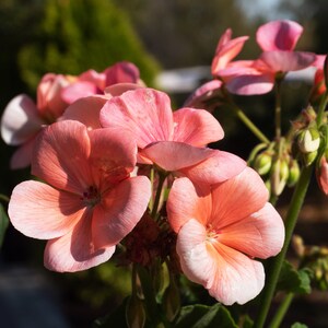Geranium Bullseye Salmon Seeds || Annual Flower Seeds || Pelargonium X ...